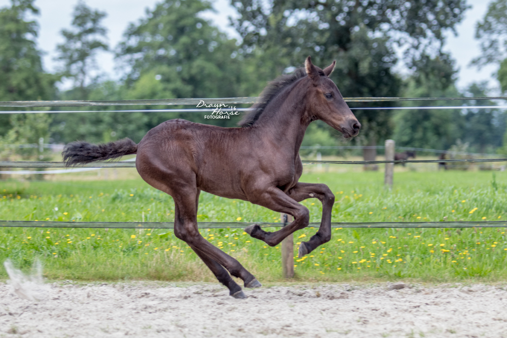Fries merrie veulen | Bokt.nl