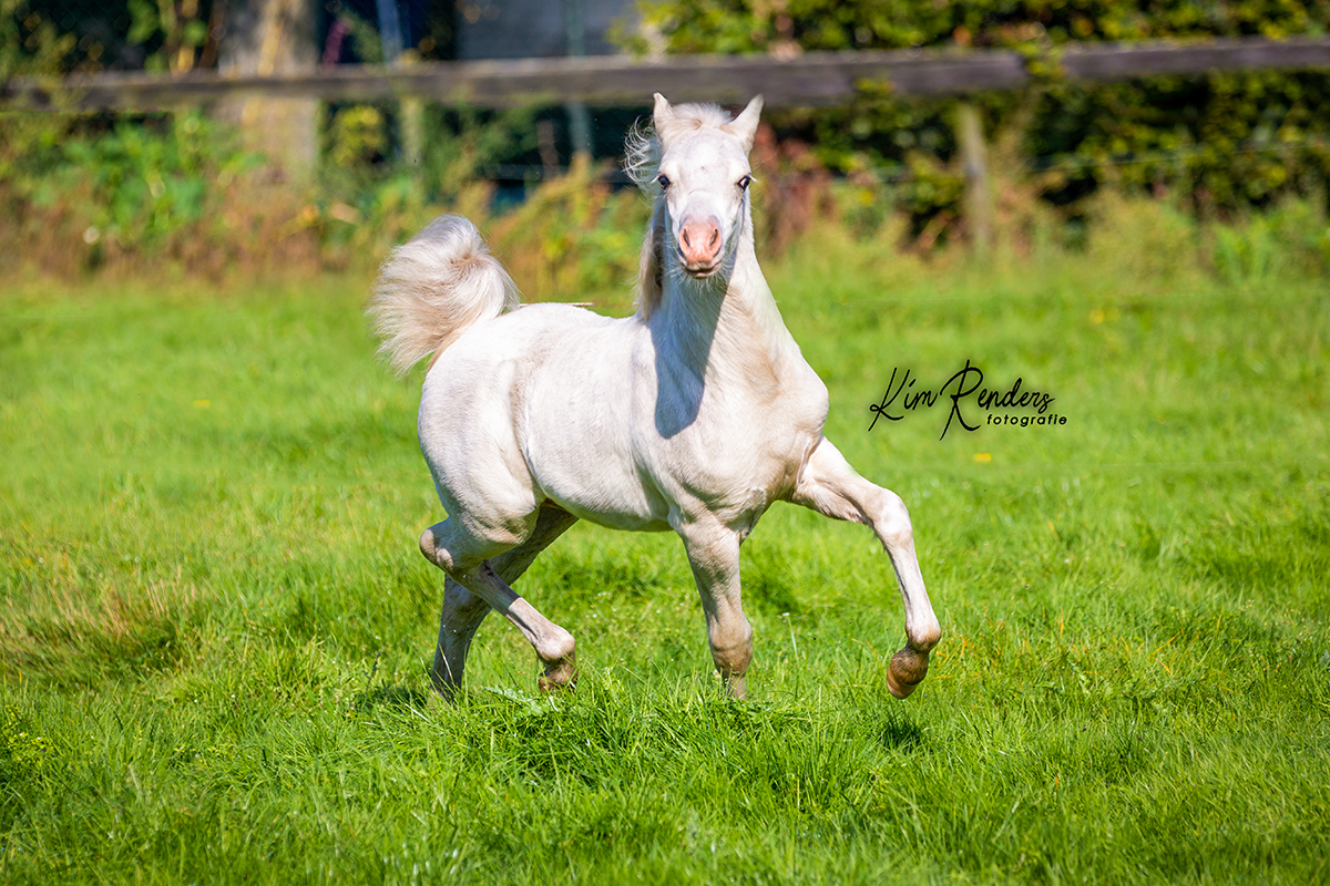 Palomino appaloosa hengst veulen (Welsh) | Bokt.nl