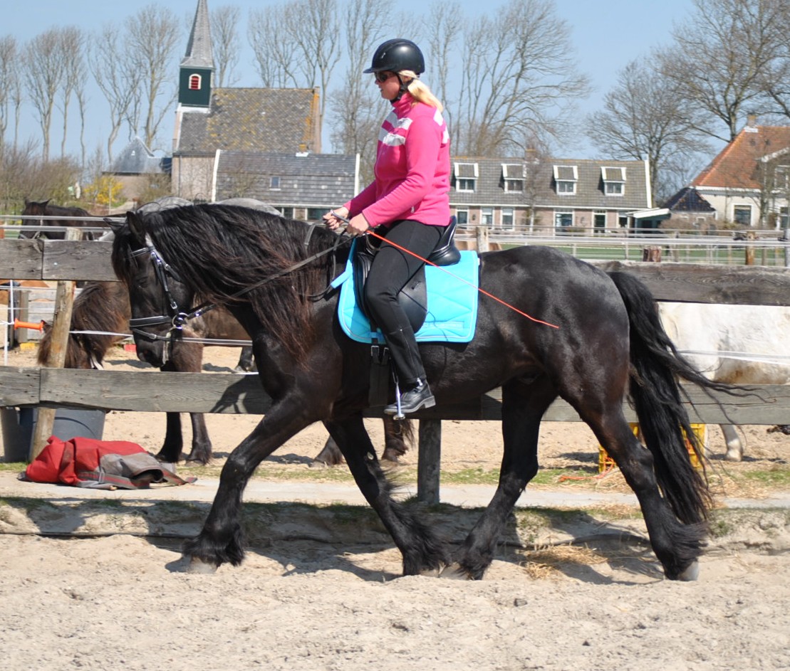 Jelle, 7 jarige friese ruin | Bokt.nl