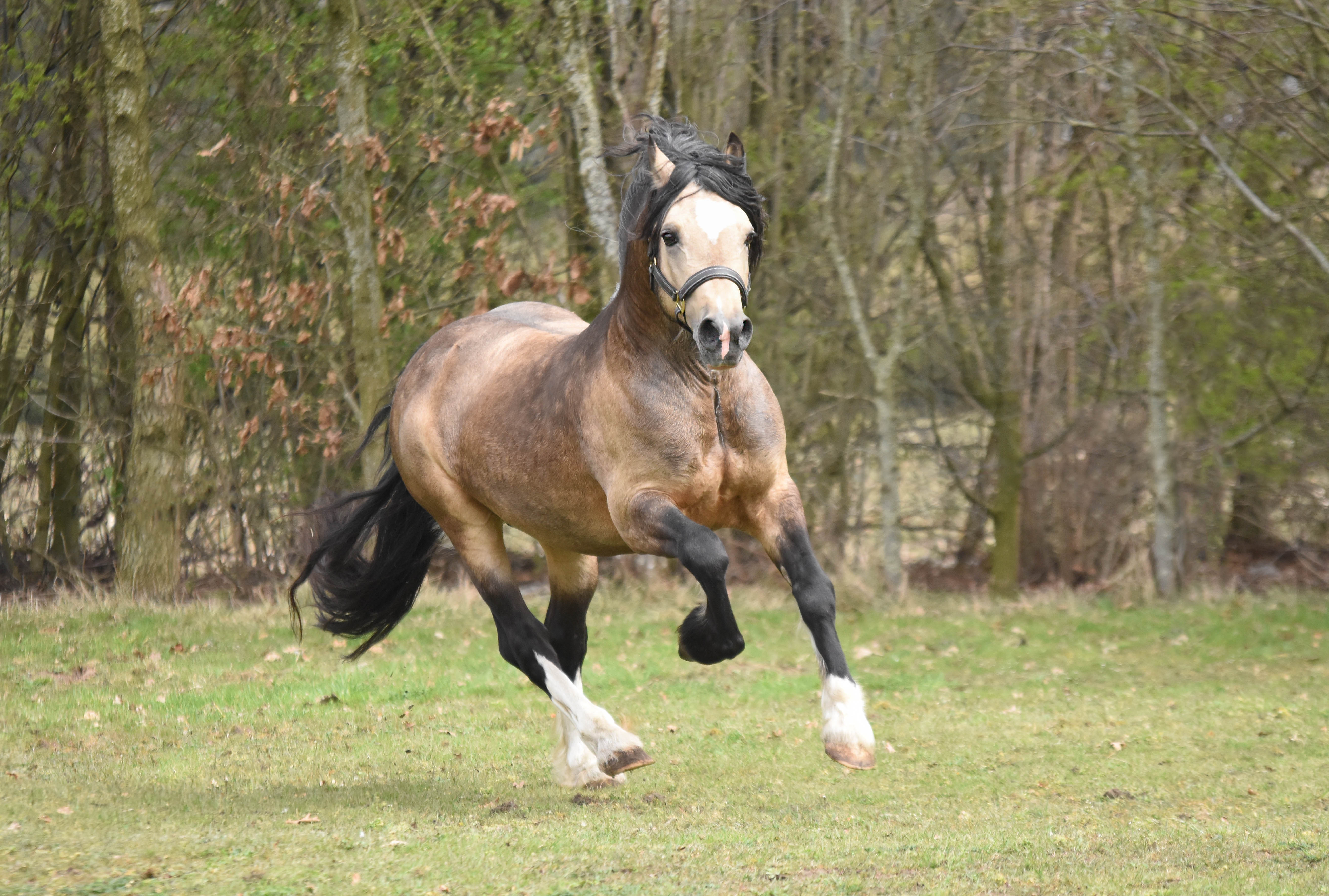 Welsh Cob hengst ter dekking. | Bokt.nl