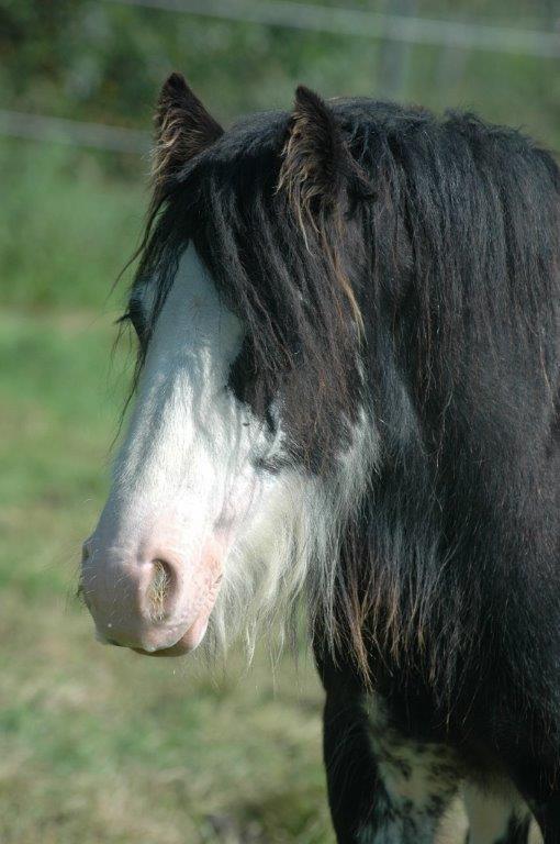 prachtige kleine tinker merrie,zwart sabino,drachtig | Bokt.nl