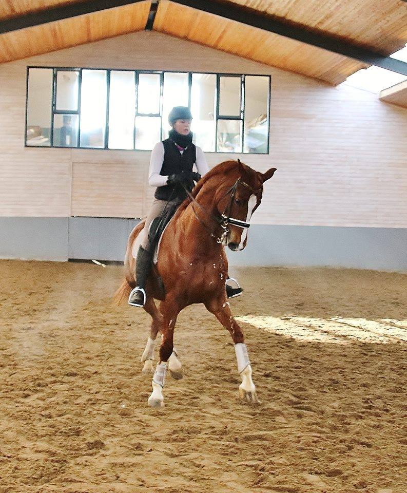 Dressage lessons/ dressuur lessen | Bokt.nl