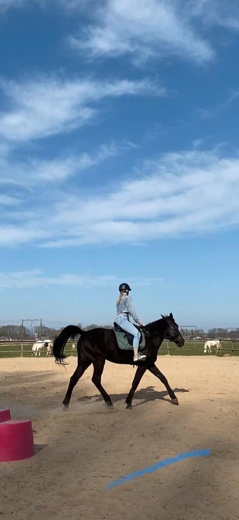 Lieve Franse Draver Ruin 6 jr. | Bokt.nl