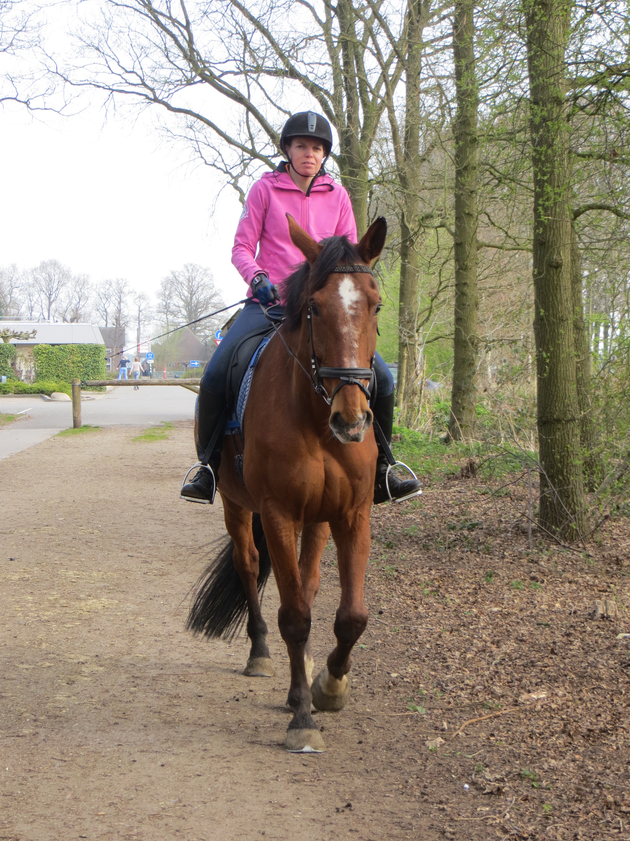 Lief, groot paard aangeboden in bruikleen | Bokt.nl