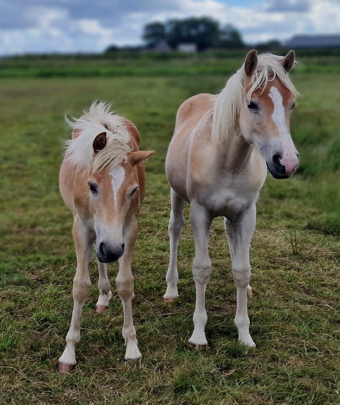 Prachtig Haflinger hengstveulen te koop | Bokt.nl