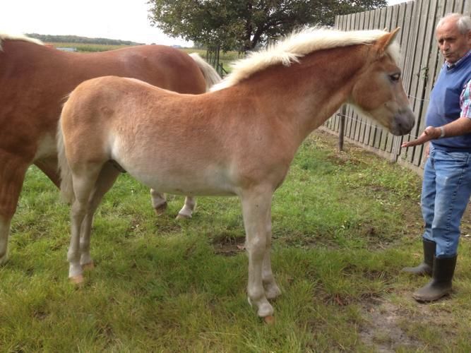 haflinger veulen voor de sport! | Bokt.nl