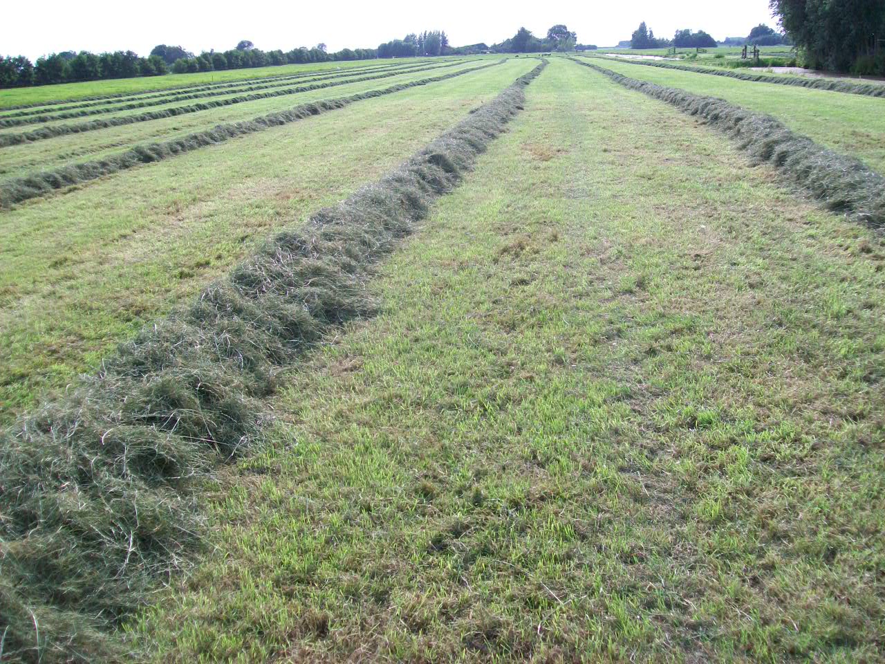 Premium kuilbalen/kuilgras/hooipakjes/kuil/rondebalen | Bokt.nl