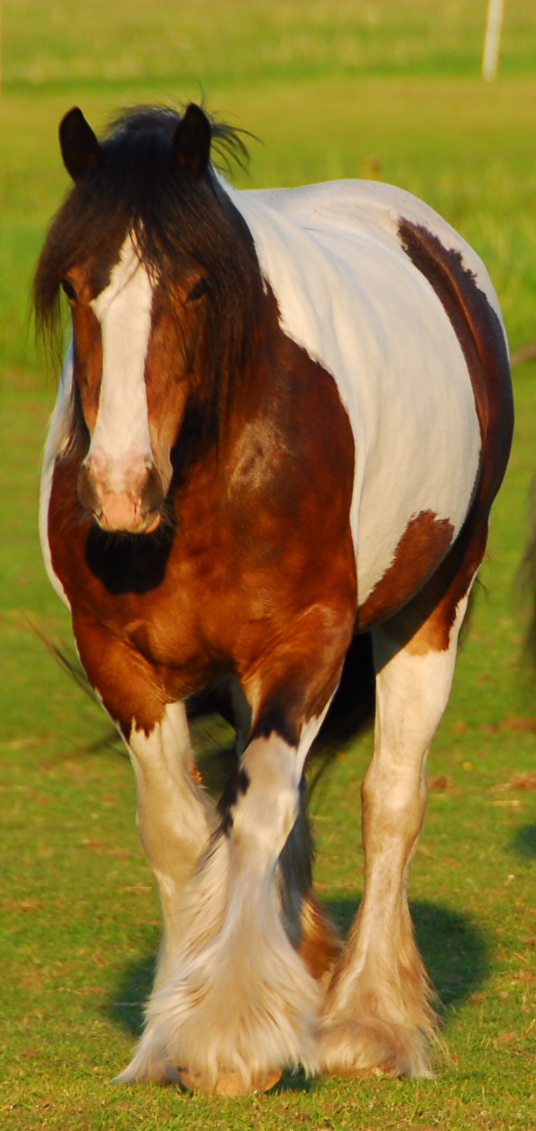 Prachtige 8-jarige bruinbonte Tinker/Irish Cob stermerrie | Bokt.nl