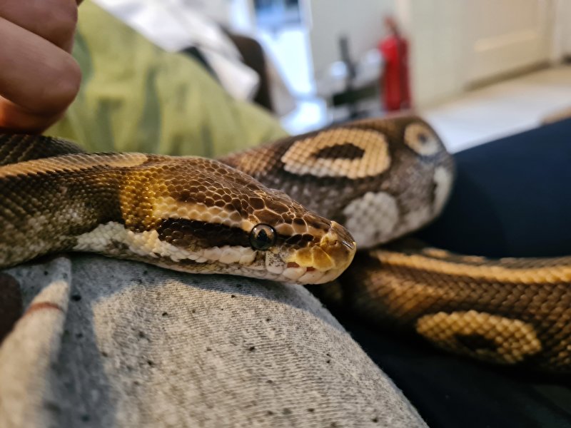 Koningspython vrouw | Bokt.nl