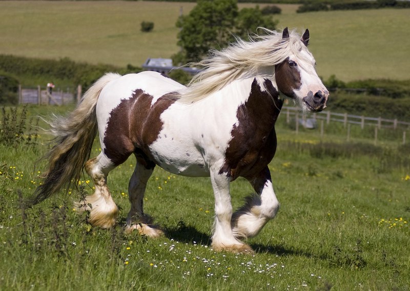 ZEER MOOIE 5 jarige tinker merrie (driekleur ) | Bokt.nl