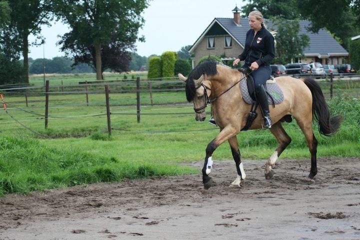 Uniek: ter dekking valk spring hengst | Bokt.nl