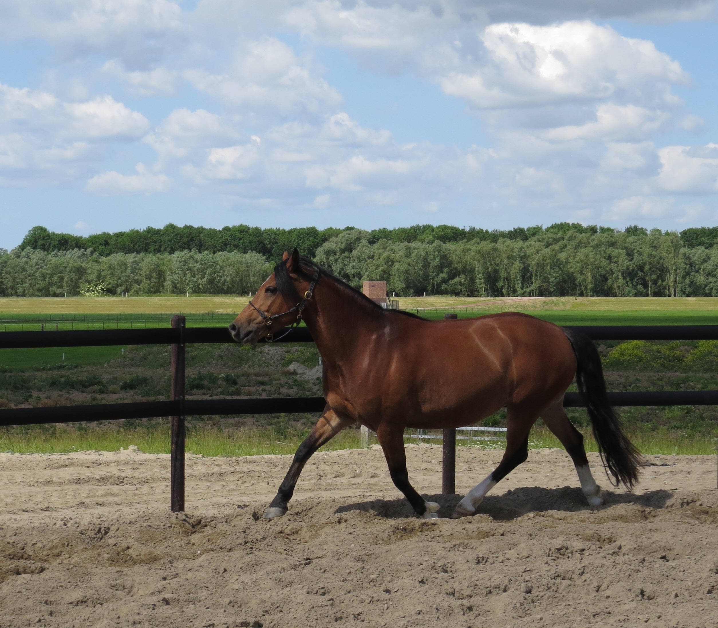 Allround Haflo-Arabier E merrie | Bokt.nl