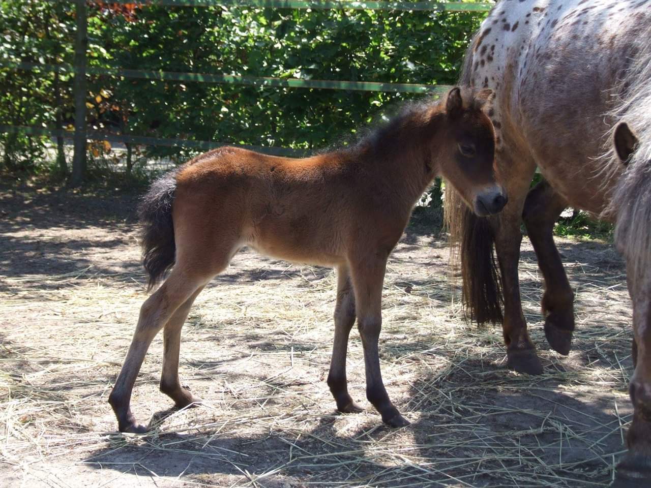 Te koop knap mini paard | Bokt.nl