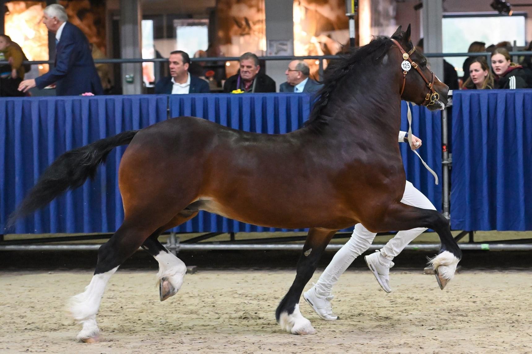Kampioen Welsh Cob/Sectie D ter dekking aangeboden | Bokt.nl