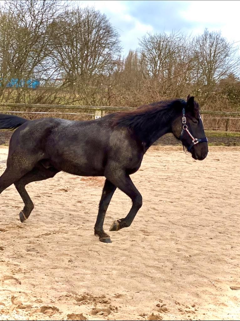Lieve Franse Draver Ruin 6 jr. | Bokt.nl