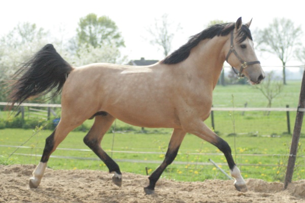 Uniek: ter dekking valk spring hengst | Bokt.nl