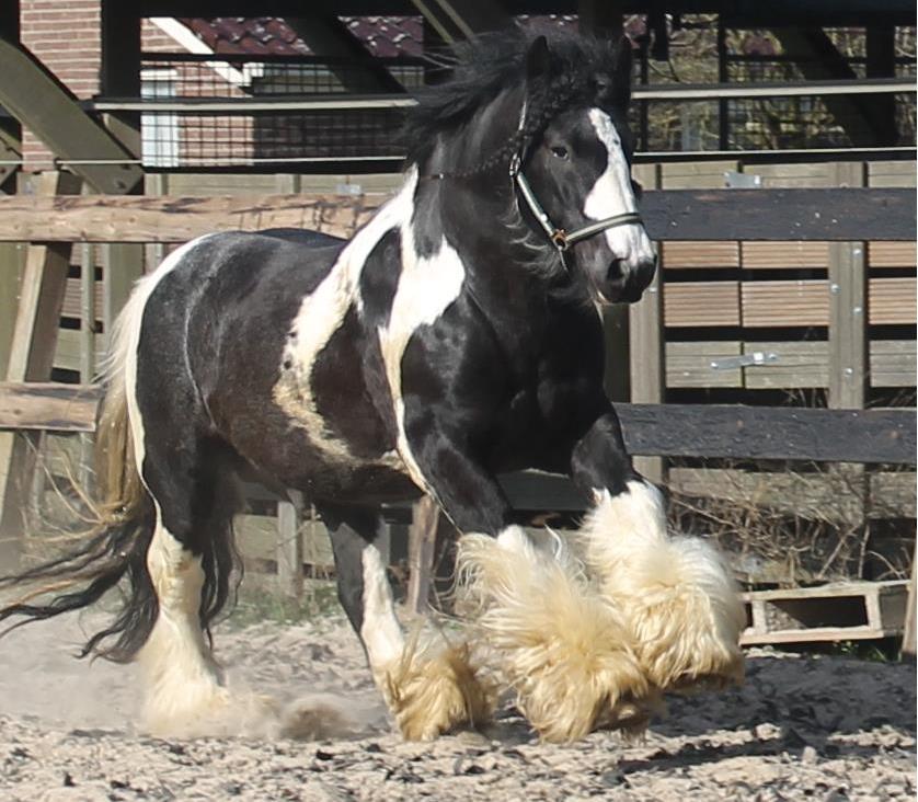 Diverse tinkers te koop | Bokt.nl