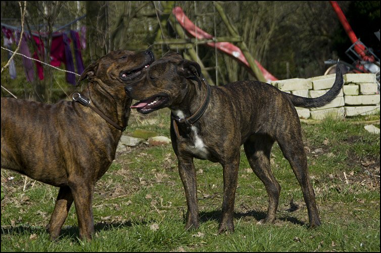 kruising rottweiler argentijnse dog | Bokt.nl