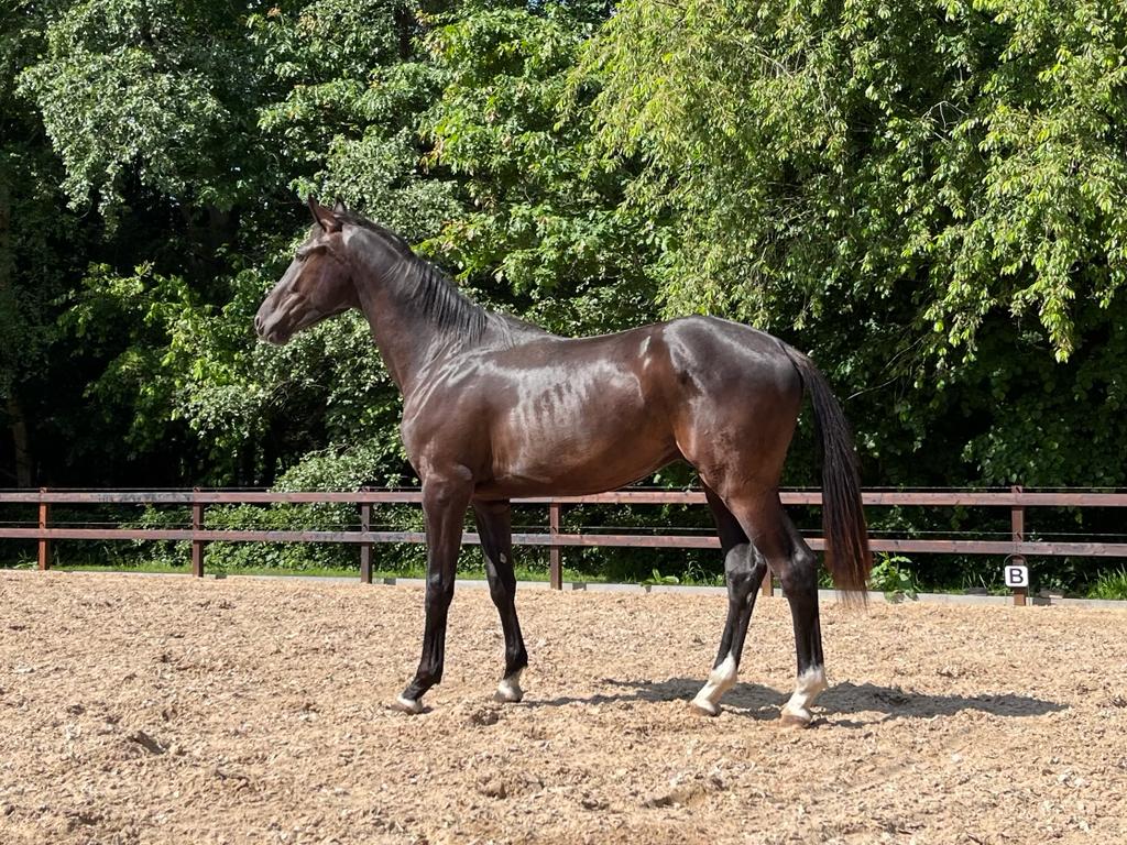 Mooie 2 jarige zwarte hengst | Bokt.nl