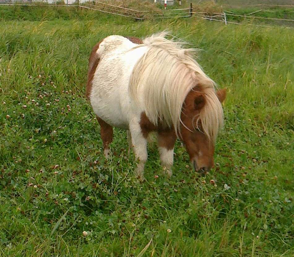 super lieve vos bonte shetlander merrie | Bokt.nl