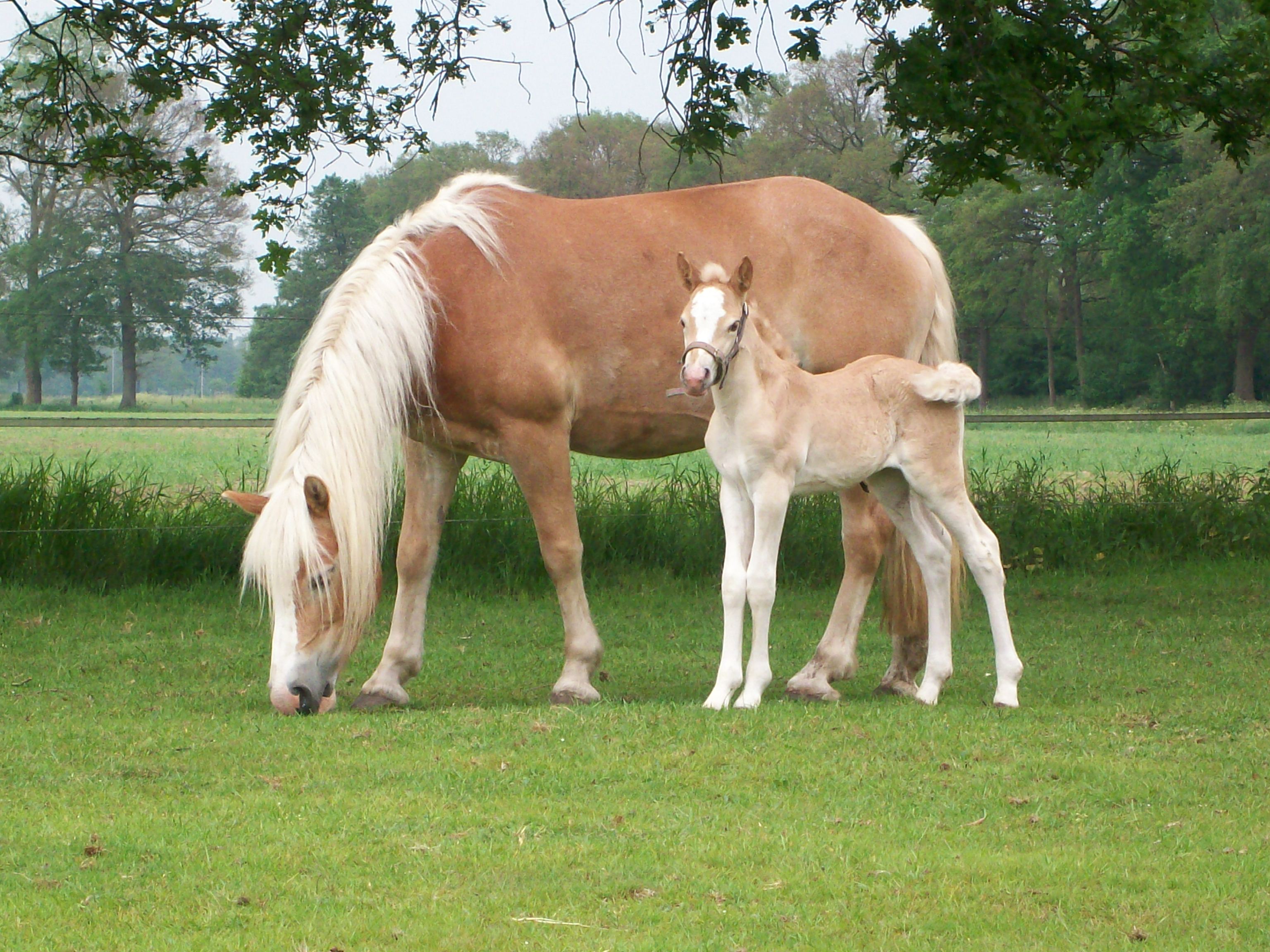 Lieve 3 jarige top haflinger merrie te koop! | Bokt.nl