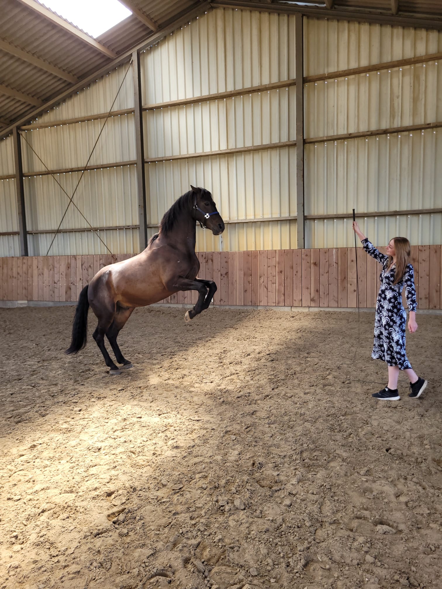Geweldig paard met gebruiksaanwijzing | Bokt.nl