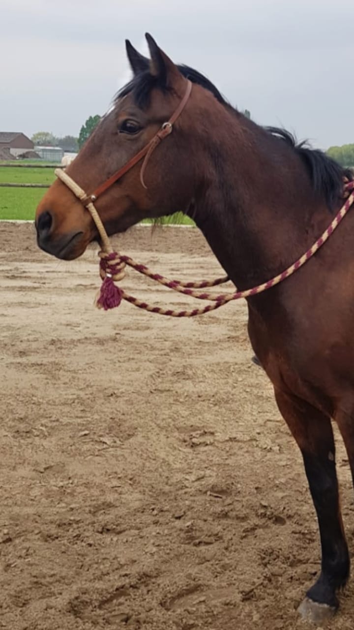 Hackamore (complete Bosal) | Bokt.nl