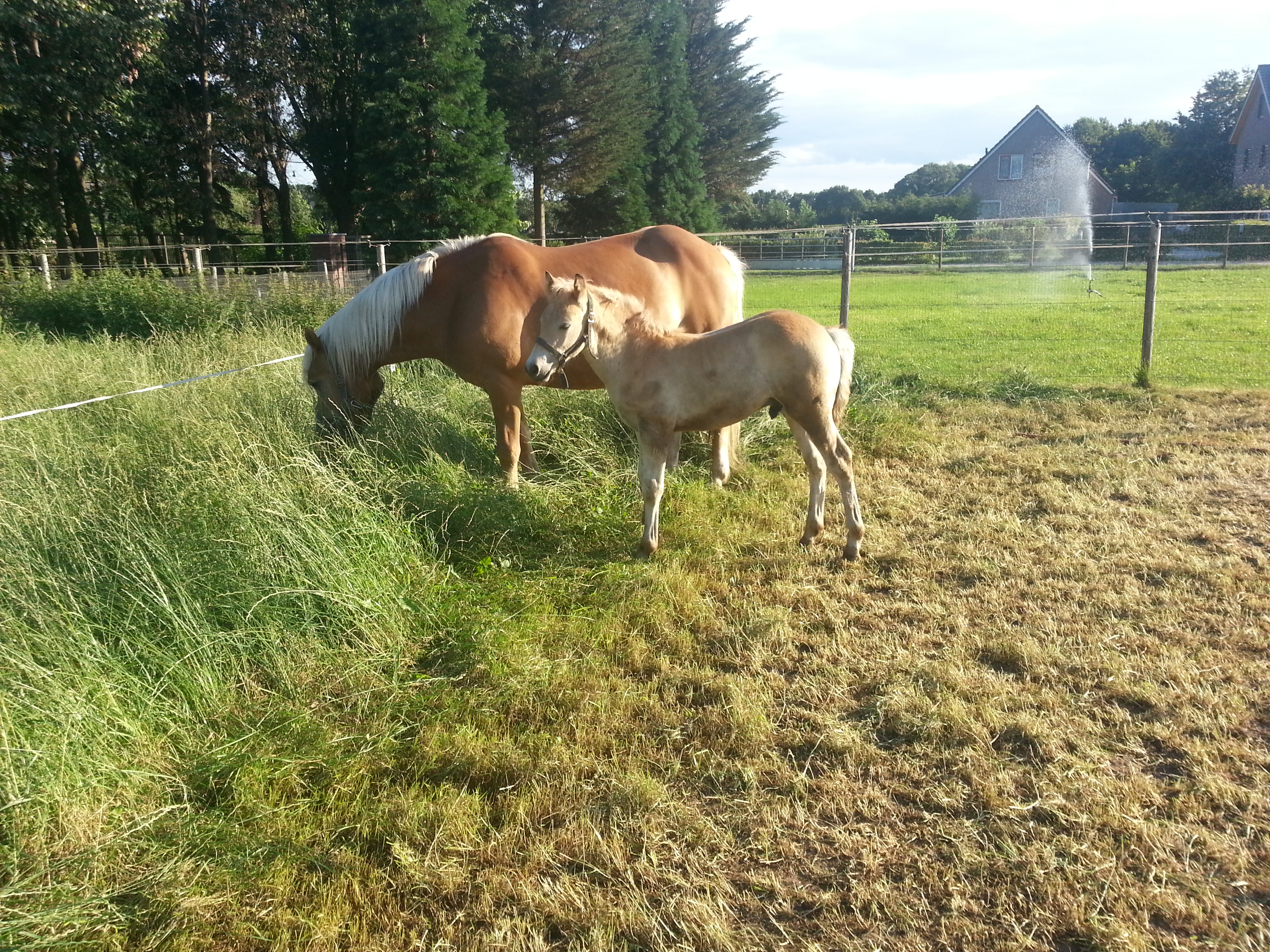 Super lief Haflinger x Fjord veulen | Bokt.nl