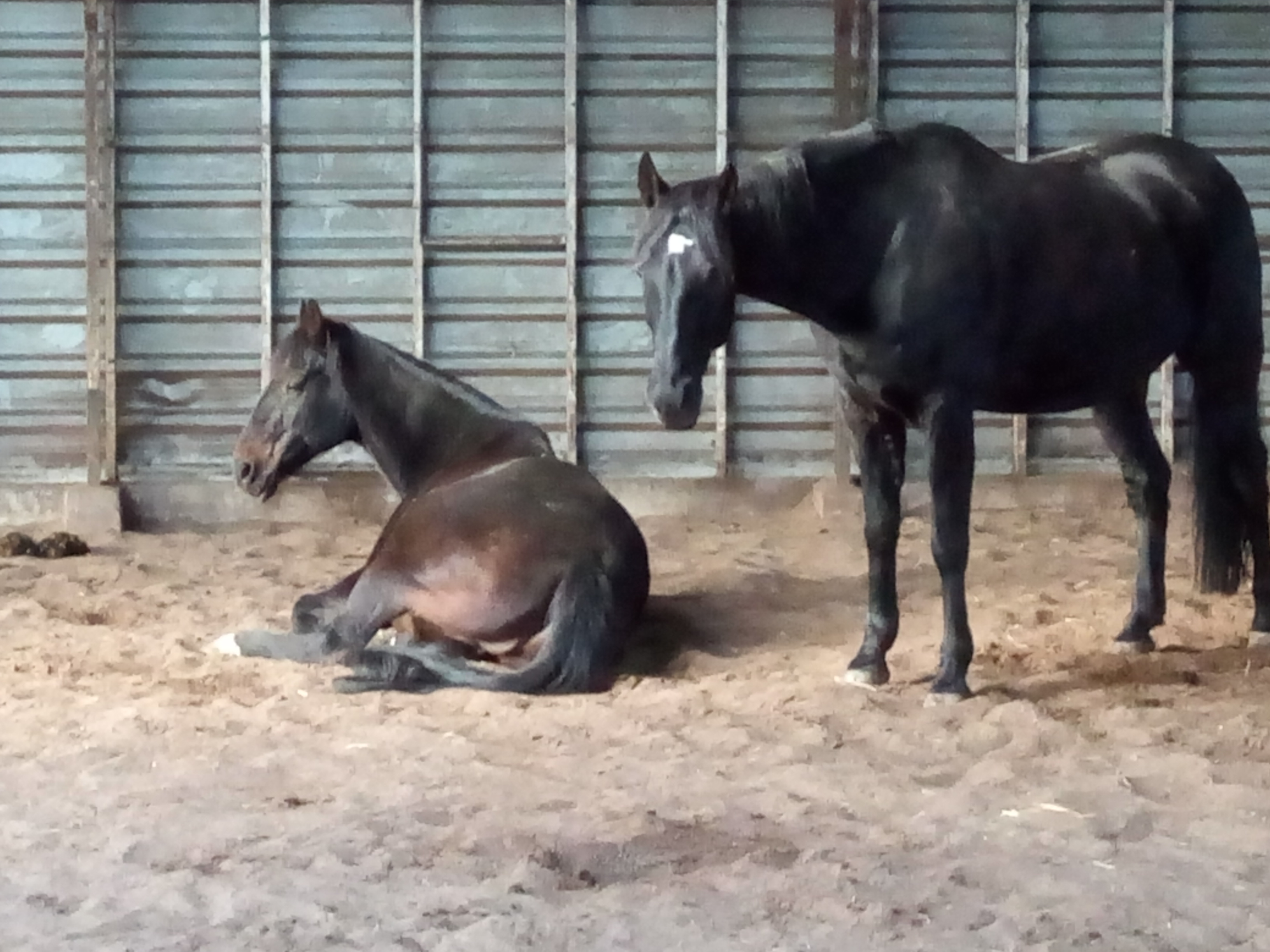 Stalling 30 minuten vanaf Schiphol gezocht | Bokt.nl