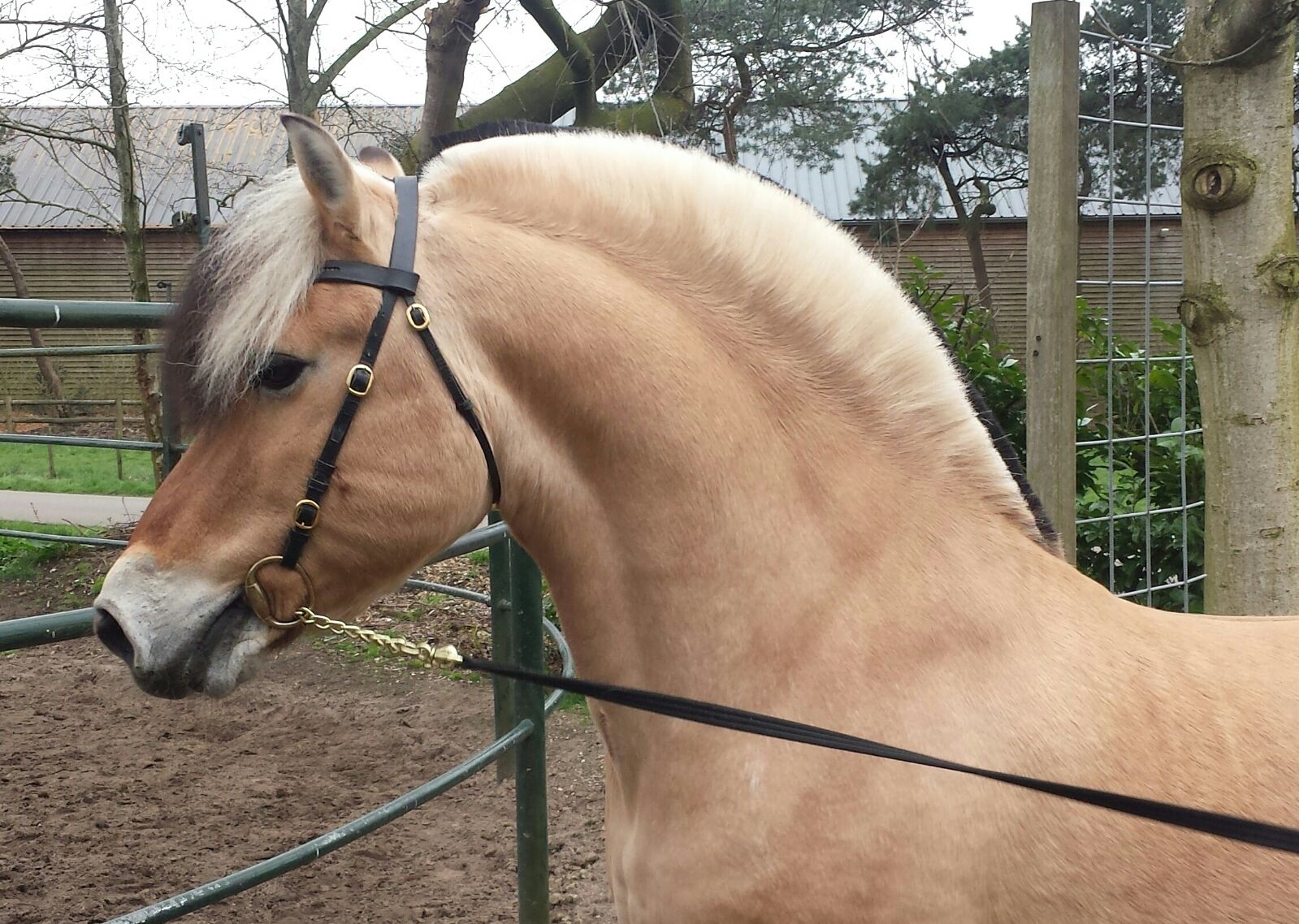 Ter Dekking Fjordenhengst KVENTIN | Bokt.nl