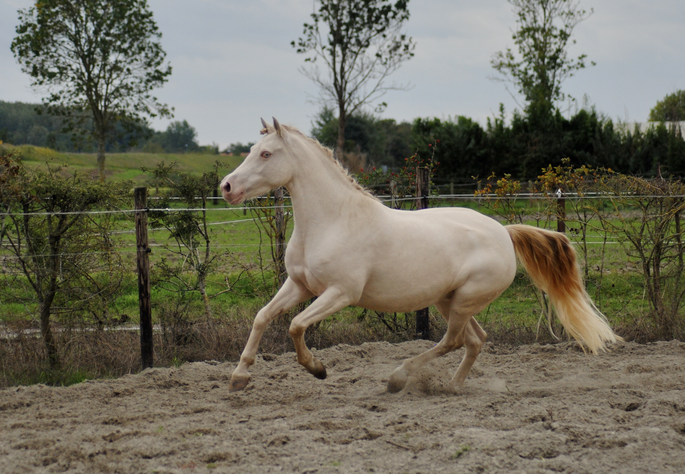 Uitzonderlijke 6 jarige perlino D pony nrps ster merrie | Bokt.nl