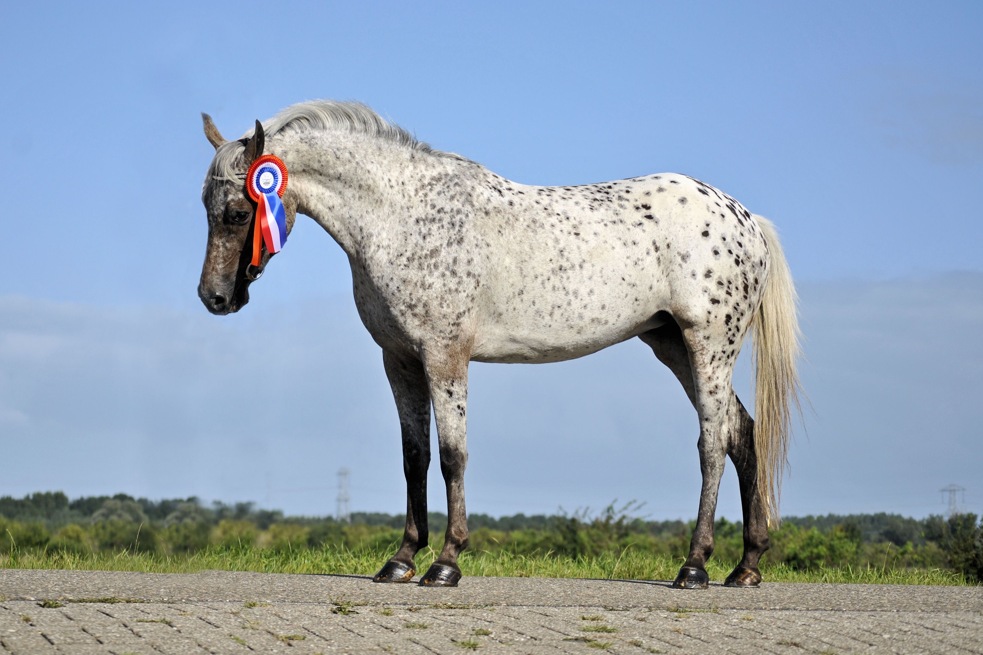 Prachtige grote C pony voor bruikleen aangeboden | Bokt.nl Prachtige grote C pony voor bruikleen aangeboden | Bokt.nl
