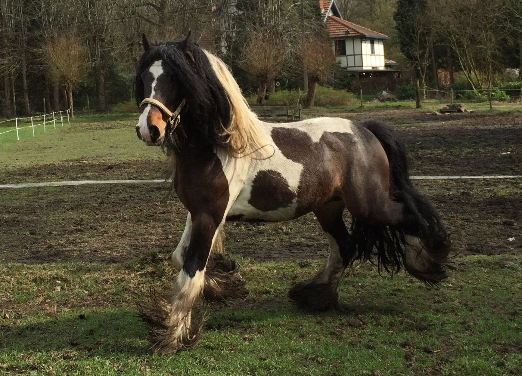 Kleine tinker merrie | Bokt.nl