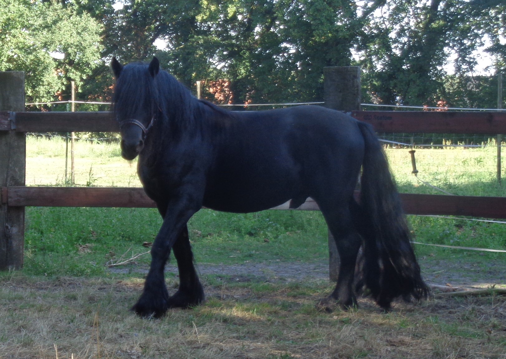 Fell pony, echte black beauty | Bokt.nl