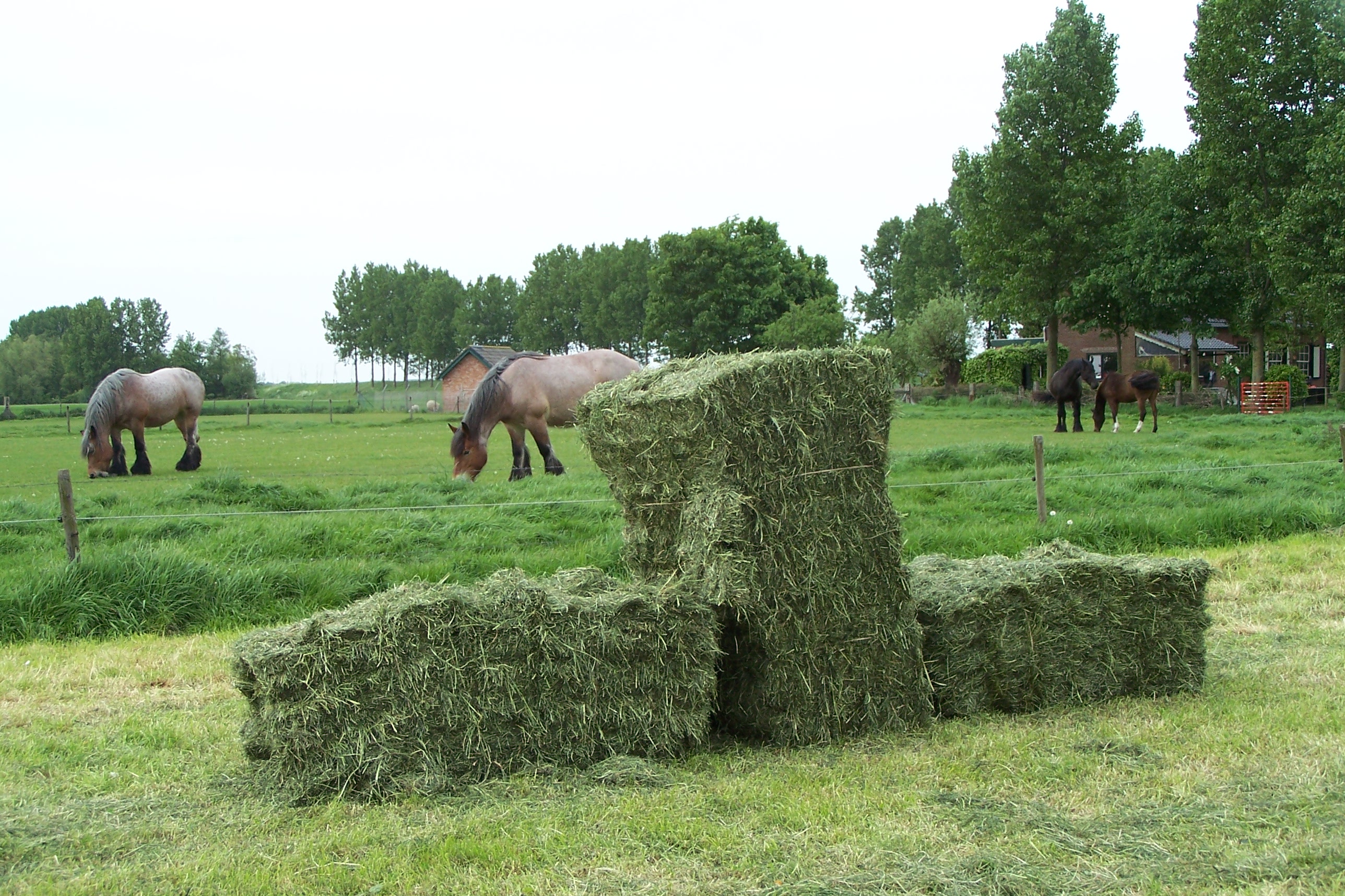 kuilvoer voor paarden te koop | Bokt.nl