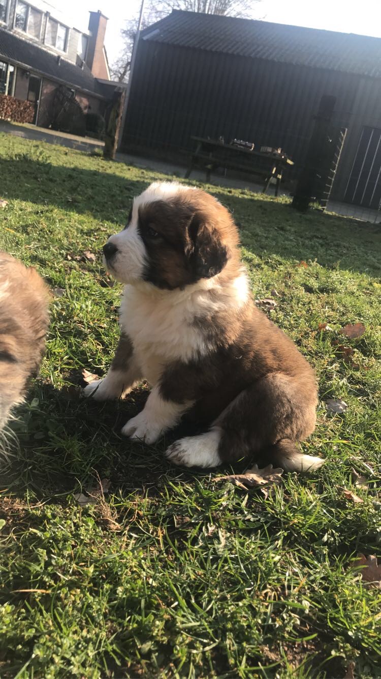 Sint Bernard x Berner Sennen pups | Bokt.nl