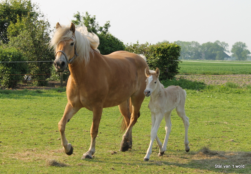 goed haflinger merrie veulen en 4 jarige merrie | Bokt.nl