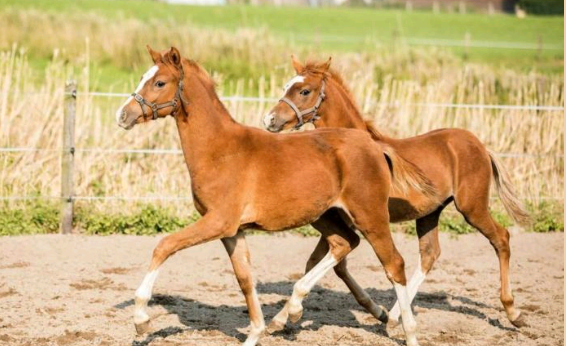 NRPS Vos Veulen Merrie Met Goed Stamboom D pony | Bokt.nl