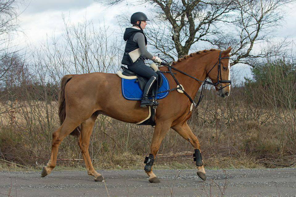 Springpaard te koop | Bokt.nl