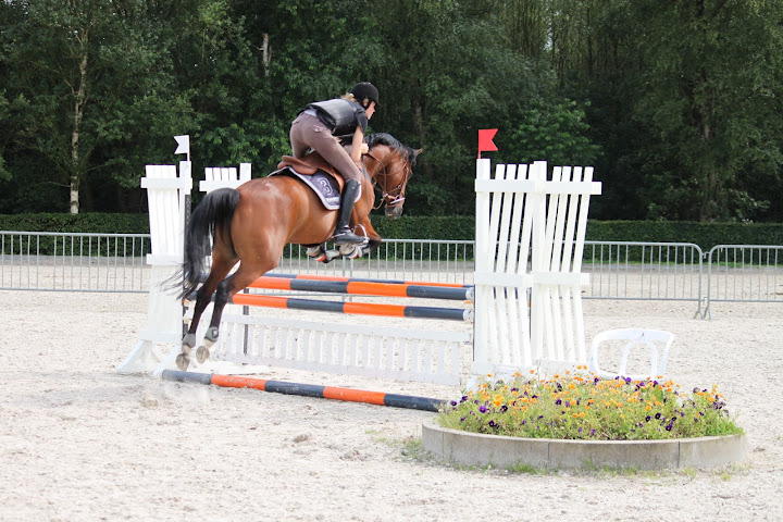 Gezocht: Springpaard voor bruikleen (uitbrengen wedstrijden) | Bokt.nl Gezocht: Springpaard voor bruikleen (uitbrengen wedstrijden) | Bokt.nl