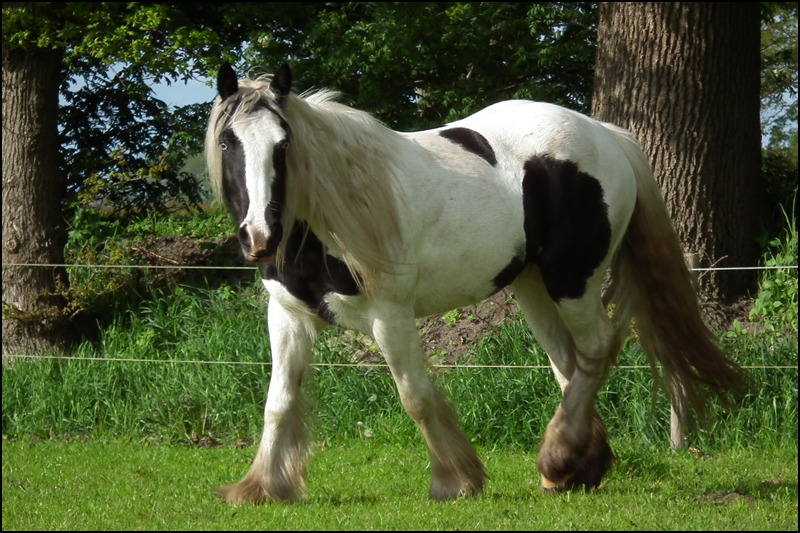 Brave, goed gebouwde Tinker merrie, echte eyecatcher! | Bokt.nl