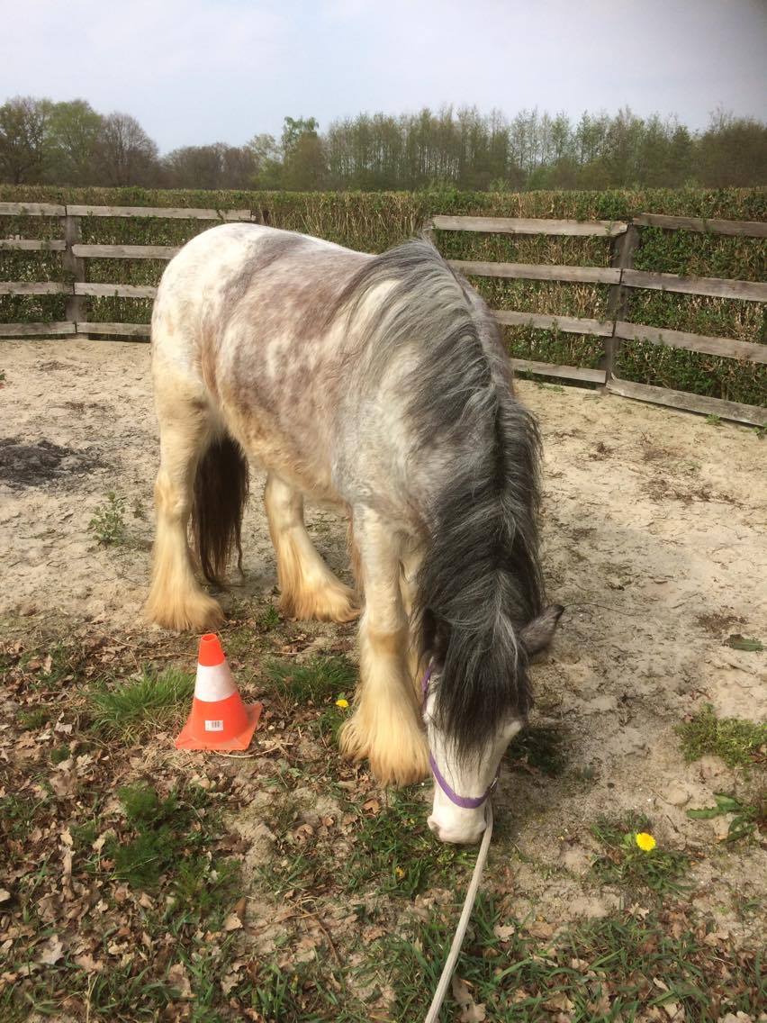 Leuke blagdon irish cob / tinker merrie | Bokt.nl