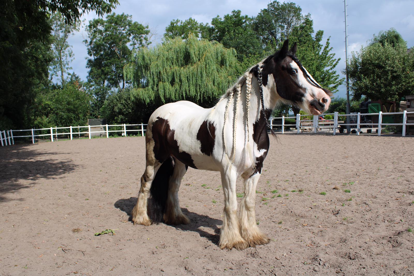 lieve tinker zoekt leaser | Bokt.nl