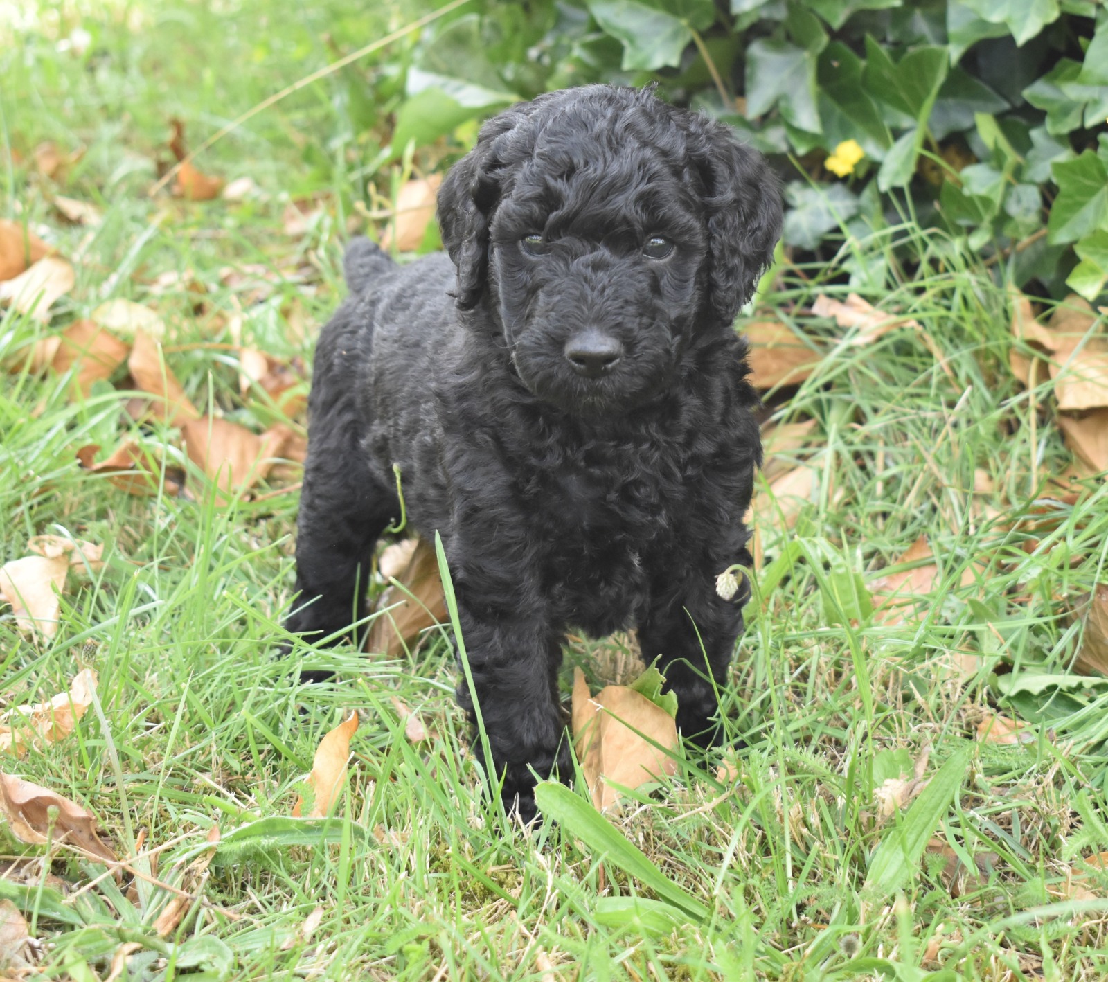 F4 multigen Labradoodle pups zoeken goed huisje | Bokt.nl