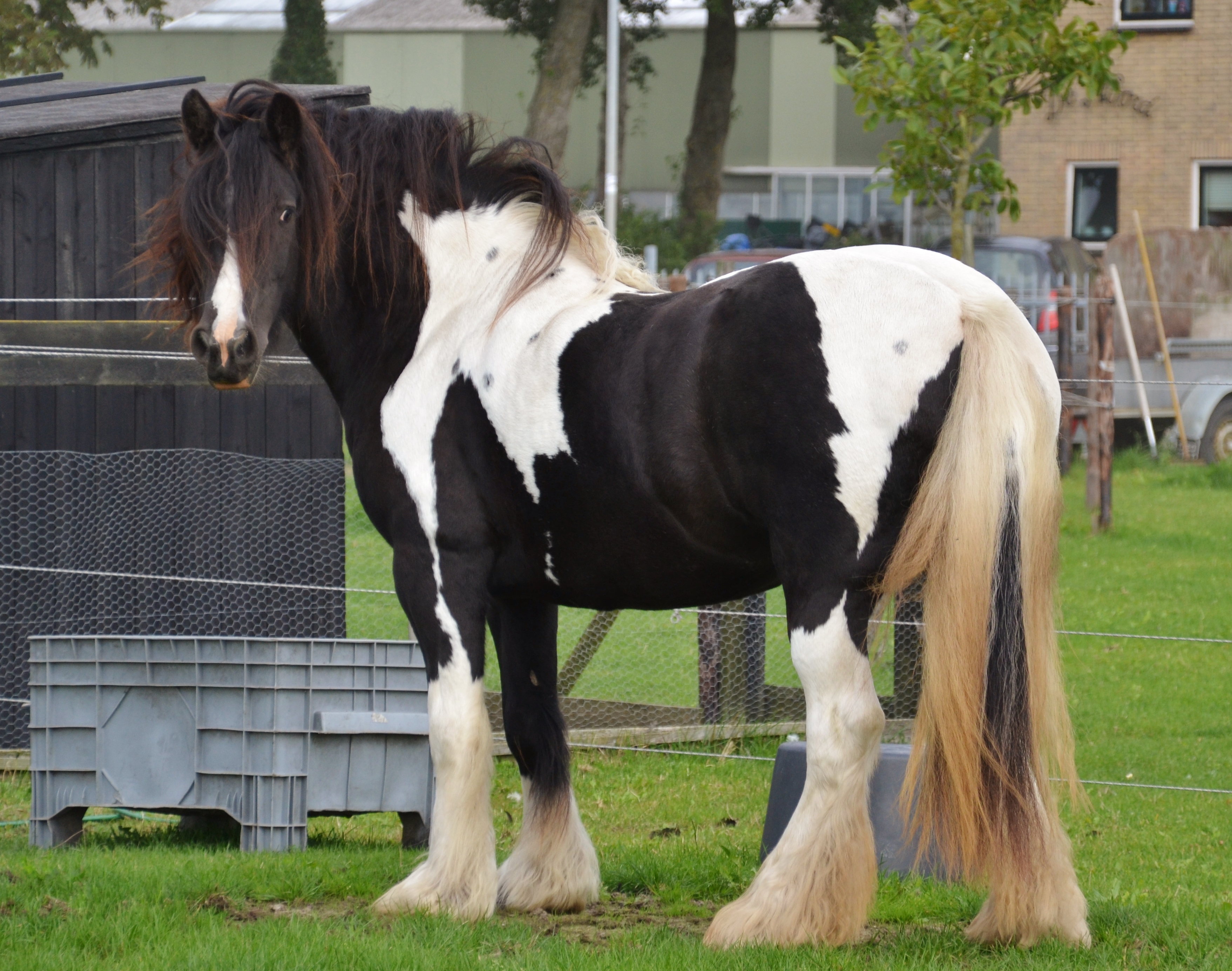 Te koop; prachtige tinker merrie; voorlopig uit de verkoop. | Bokt.nl