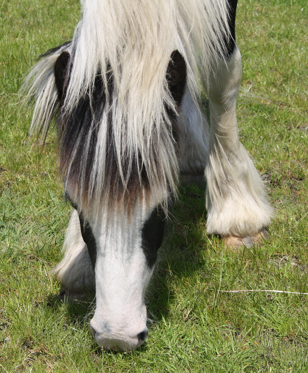 5 Prachtige lieve tinker merries en een friese merrie | Bokt.nl