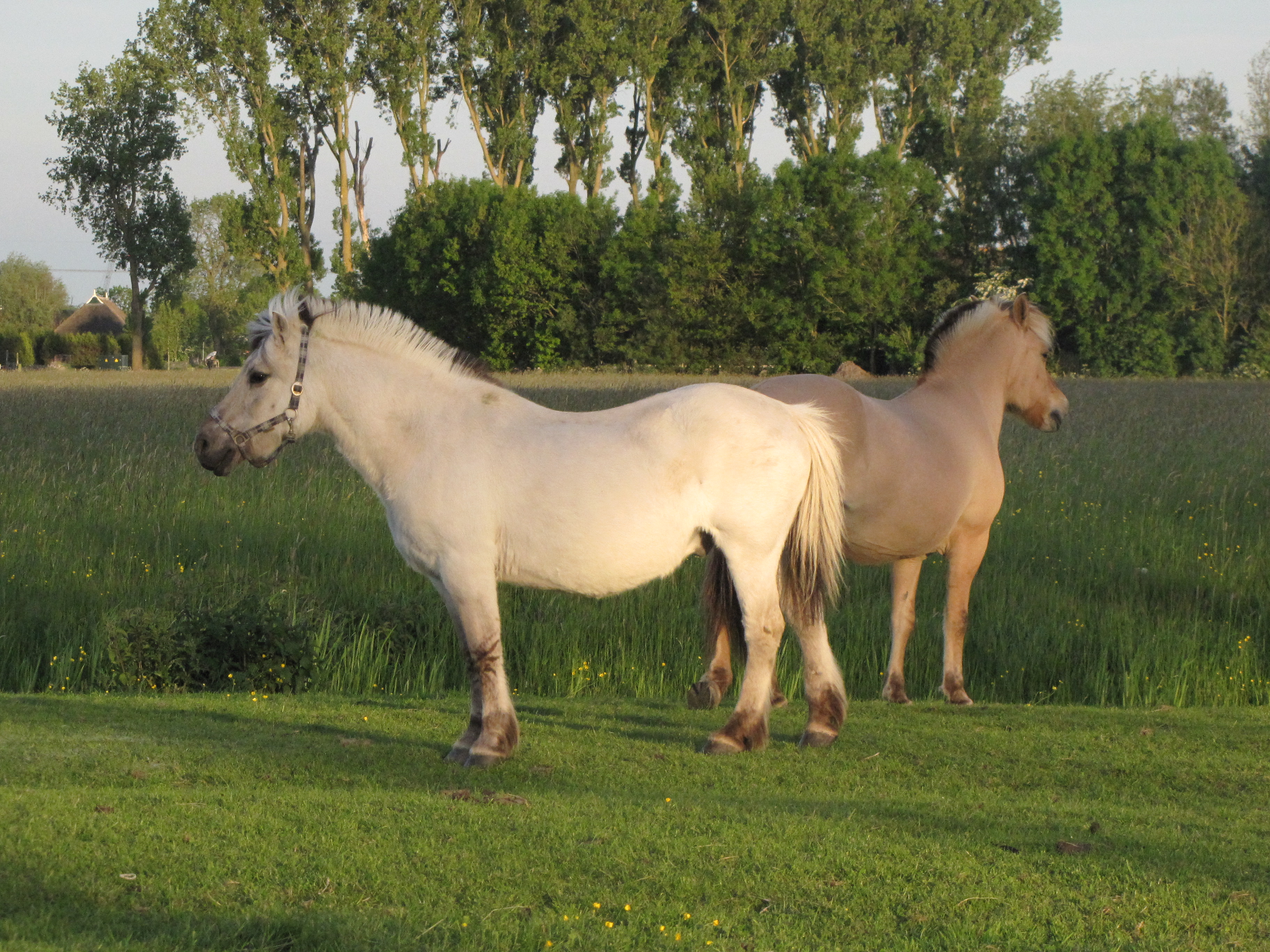 Super goed thuis gezocht voor Gra Fjord ruin * Gratis | Bokt.nl