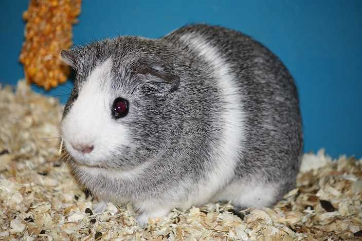 Cavia, Beer 8 maanden oud, zilveragouti. | Bokt.nl