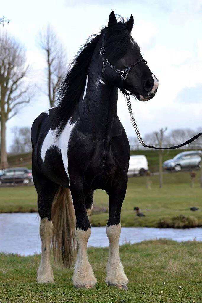 Tinker te koop | Bokt.nl