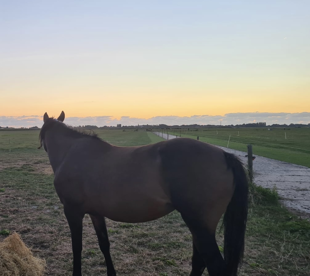 Lieve D-pony Annie | Bokt.nl